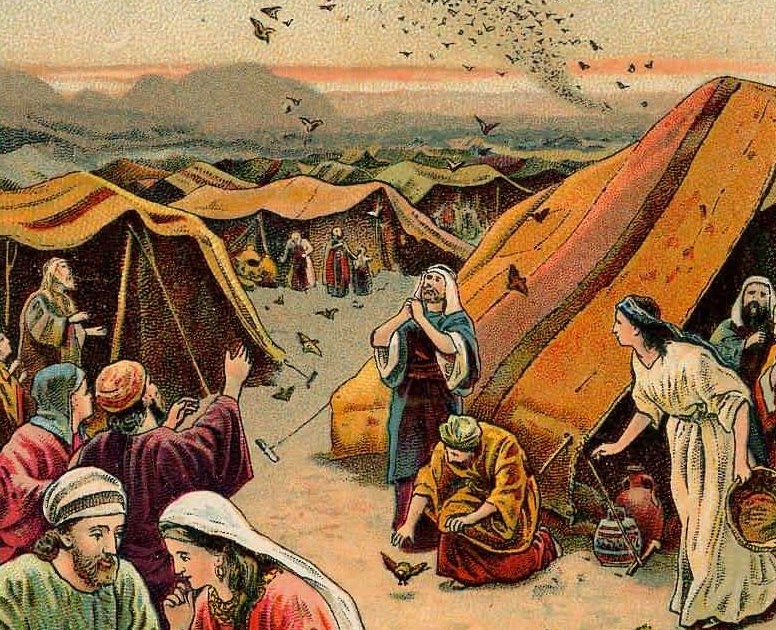 ULTIMA ADVERTENCIA: Codornices y Maná en El Desierto de Sin