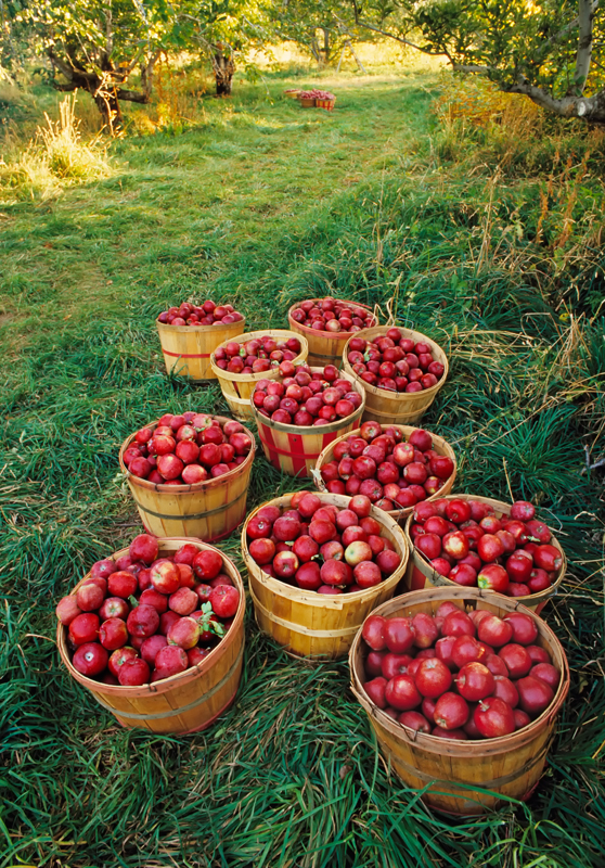 $2 Dinners: Apple Harvest Time Means Delicious Deals