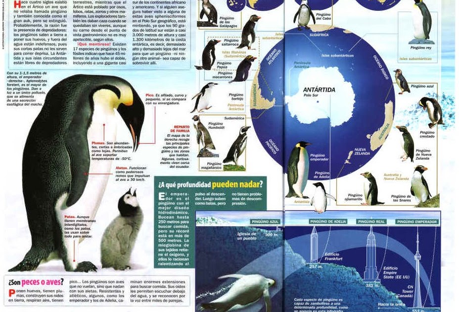 CIENCIAS EN CASITA: PINGÜINOS