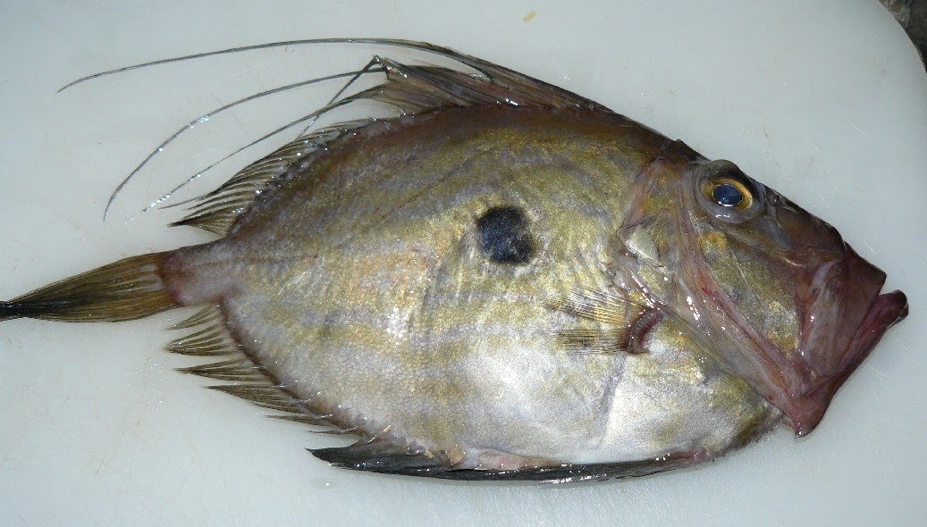 Outras Comidas: Peixe Galo Grelhado, com Palhada