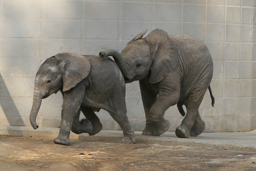 Animals In Endangered Animals Become Endangered animals-in-endangered-animals-become-endangered