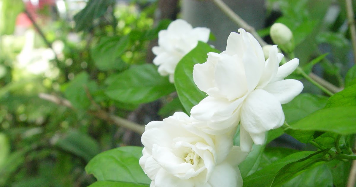 華麗的夢想: Jasmine Flower- Mo li hua