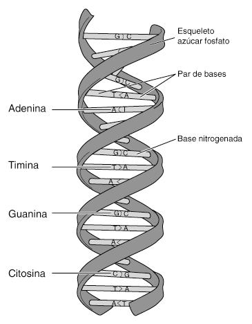 Estructura del ADN: El Modelo De Watson Y Crick