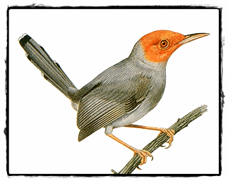Tailorbird Facts -Amazing Facts - Ask My Brain - Get More Knowlege