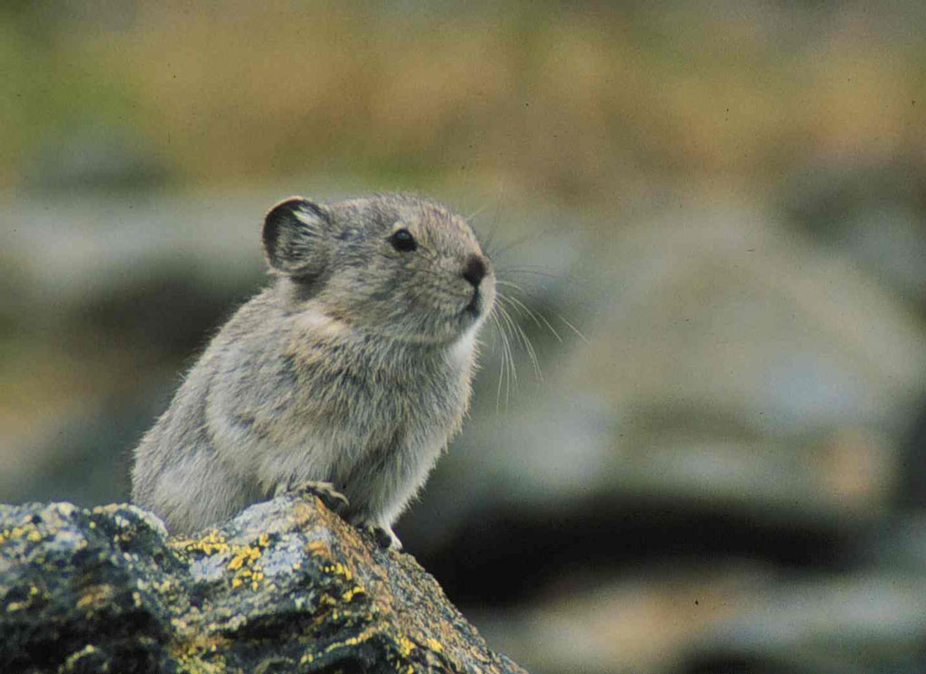NOS PETITS FRERES LES ANIMAUX: Les ochotonidae ( pikas)