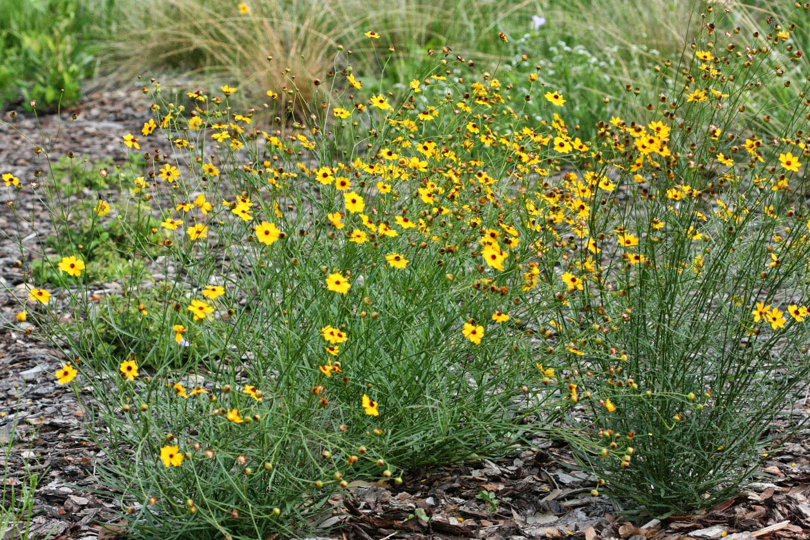 Native Florida Wildflowers: Leavenworth's Tickseed - Coreopsis ...