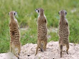 Mitt gode liv: Kule dyr i Afrika..slike vil jeg treffe en gang:)