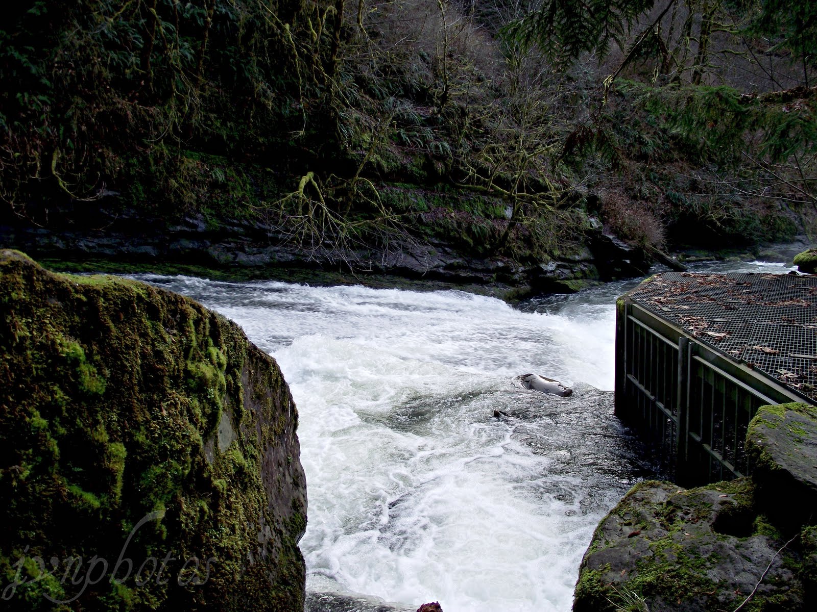 Photos by Jan: Triangle Lake, Oregon and Further Adventures