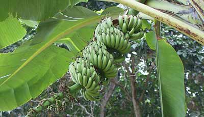 Hola, Sopetrán.: Las musáceas en la salud humana.