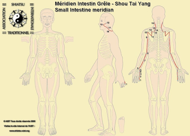 Acupuncture Treatment : Small Intestine Channel - Acupuncture Meridians