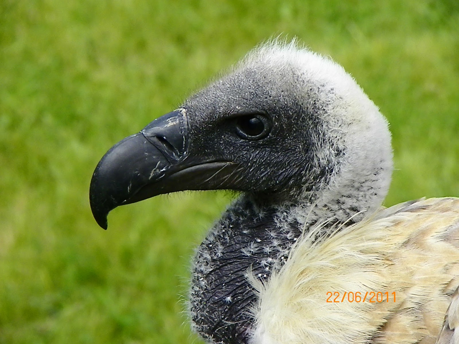 NATURALEZA desde ASTURIAS: BUITRE DORSIBLANCO AFRICANO