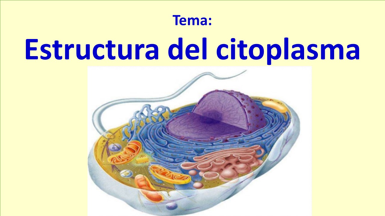 ConCIENCIA: ESTRUCTURA DEL CITOPLASMA