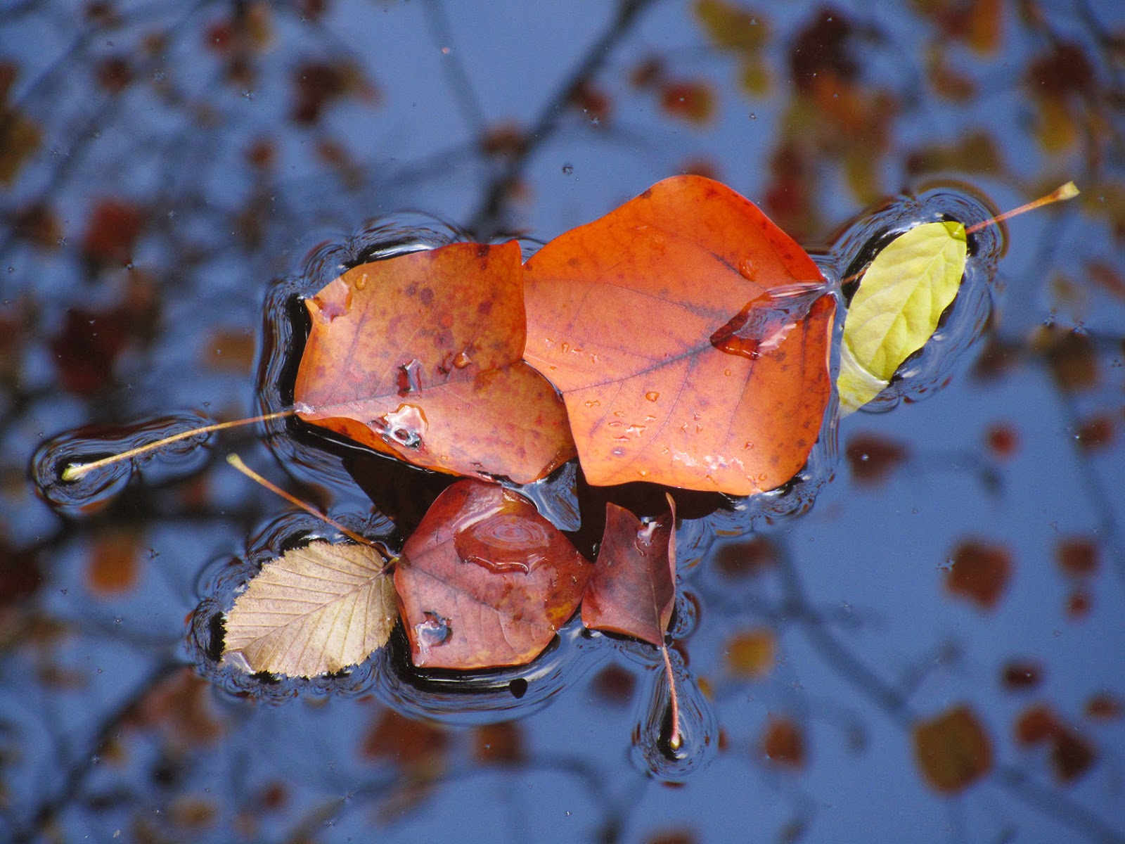 dAnielle's flow: Floating leaves