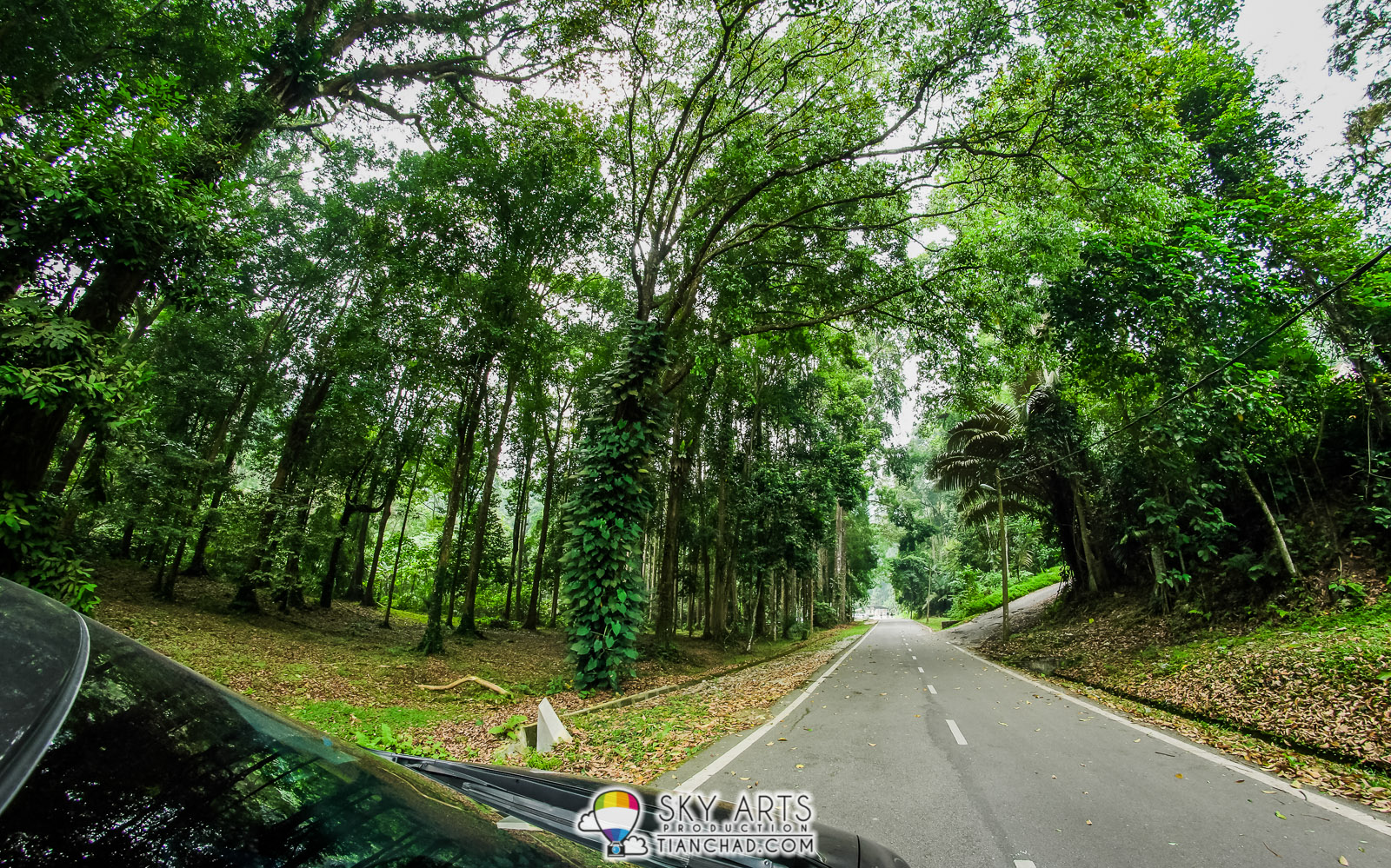 7 Things To Do In FRIM Kepong - Canopy Walkway, Jogging & Nature Trekking