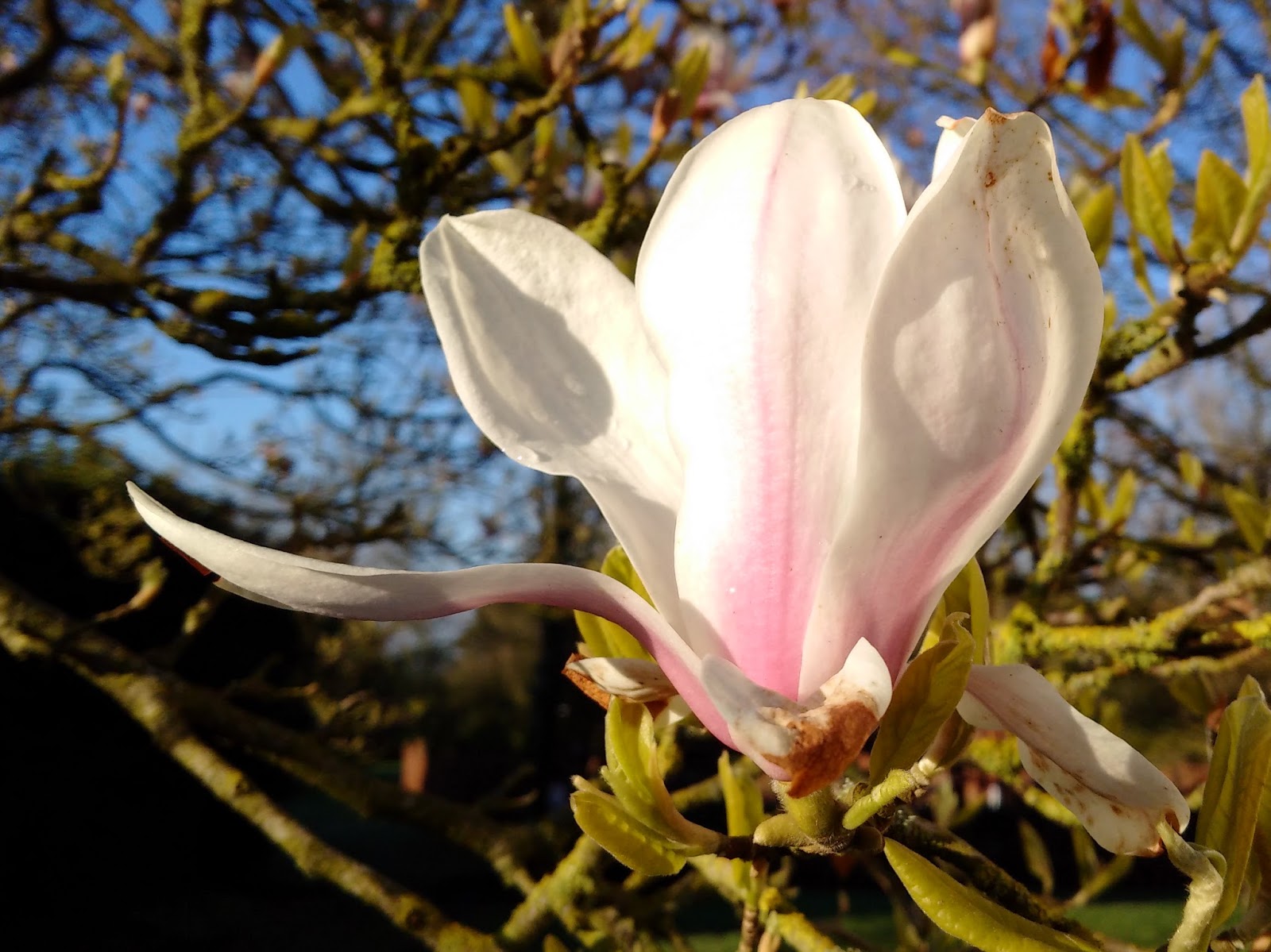 justthoughtsnstuff: so chilly, magnolia, rus like everyone else by ...