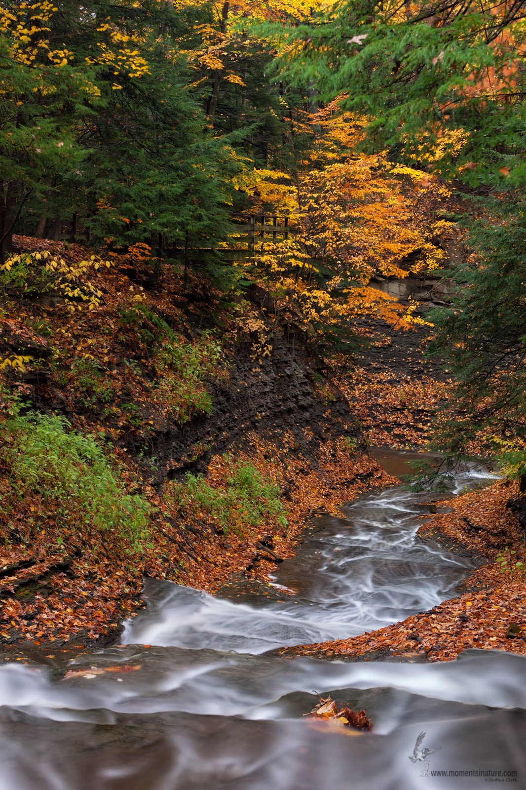Joshua Clarks': Journeys in Nature Photography: Autumn in Ohio