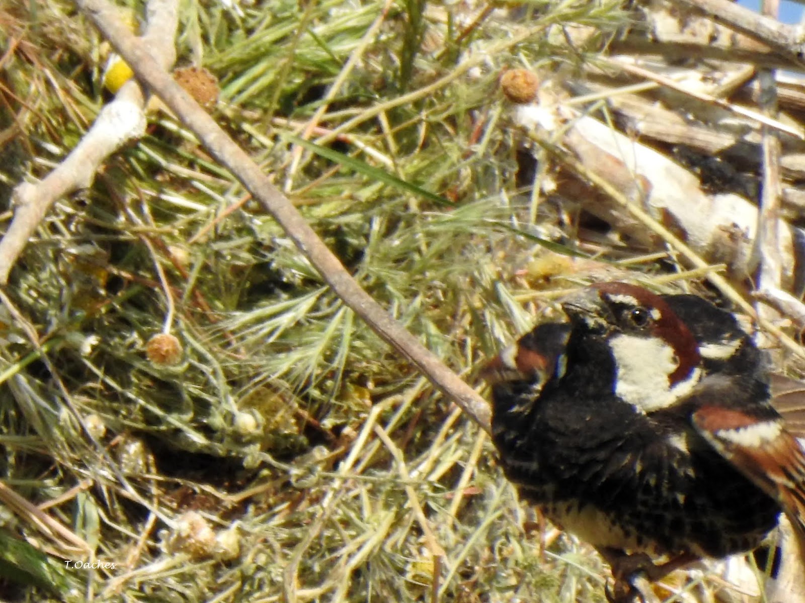 PASARI DIN ROMANIA: VRABIE NEGRICIOASA, Passer hispaniolensis