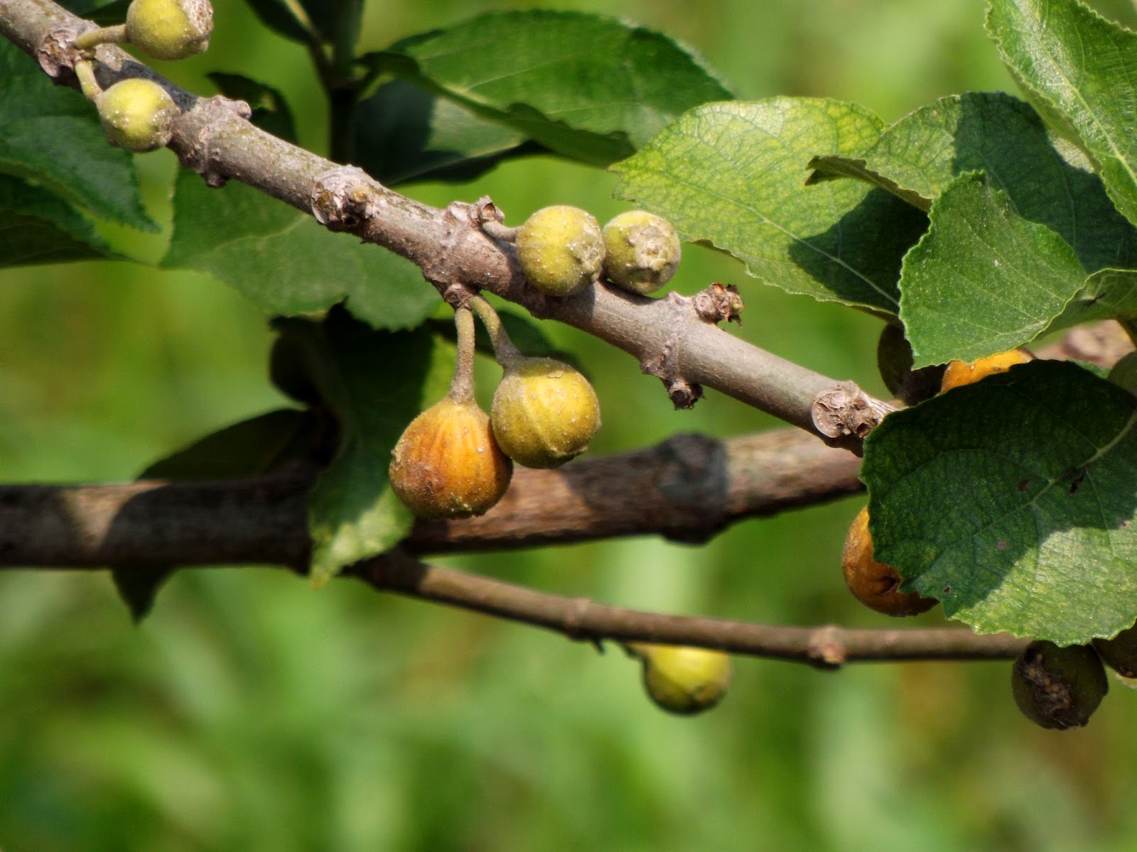 Fruit Trees - Home Gardening Apple, Cherry, Pear, Plum: Australian Fig ...