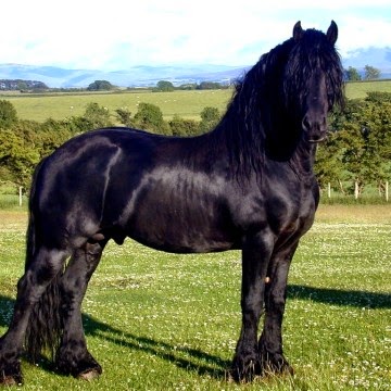 Razas de los caballos más hermosos del mundo: Razas de los caballos más ...