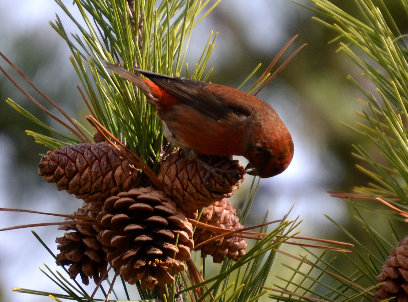 Woods Walks and Wildlife: Hammonasset Adventure, Part 1: Crossbills!