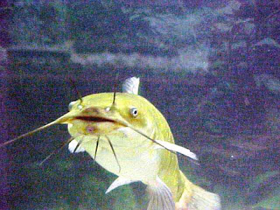 Catfish - Wild Life Planet