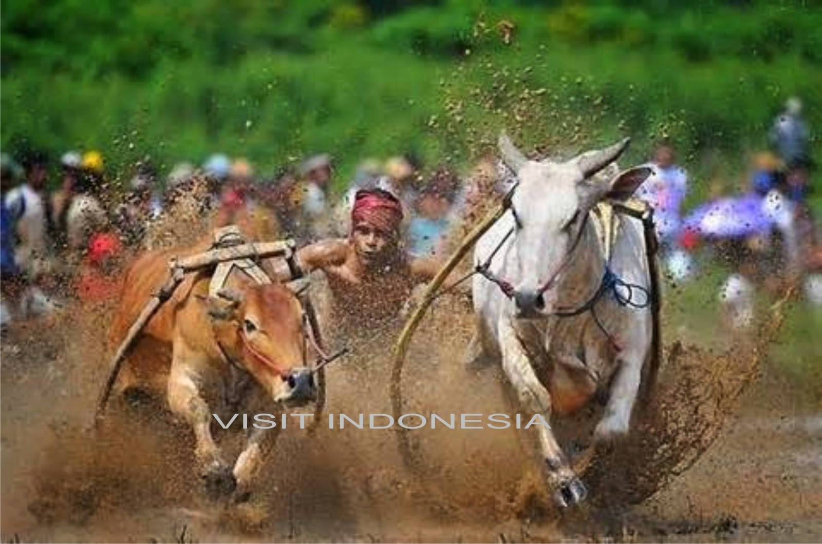 culture of INDONESIA: karapan sapi(cow racing)