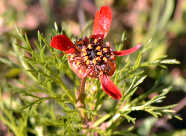 EN EL MONCAYO: Rosa del Diablo (Adonis flammea)