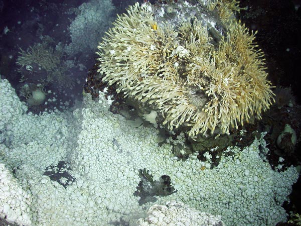 Spesies Aneh yang di Antartika ~ Dunia Tumbuhan dan Hewan