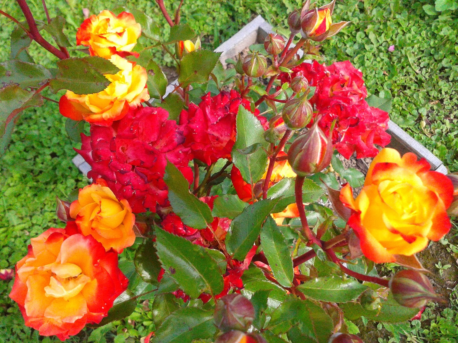 Ranczo Elma: Róża (Rosa) Rumba