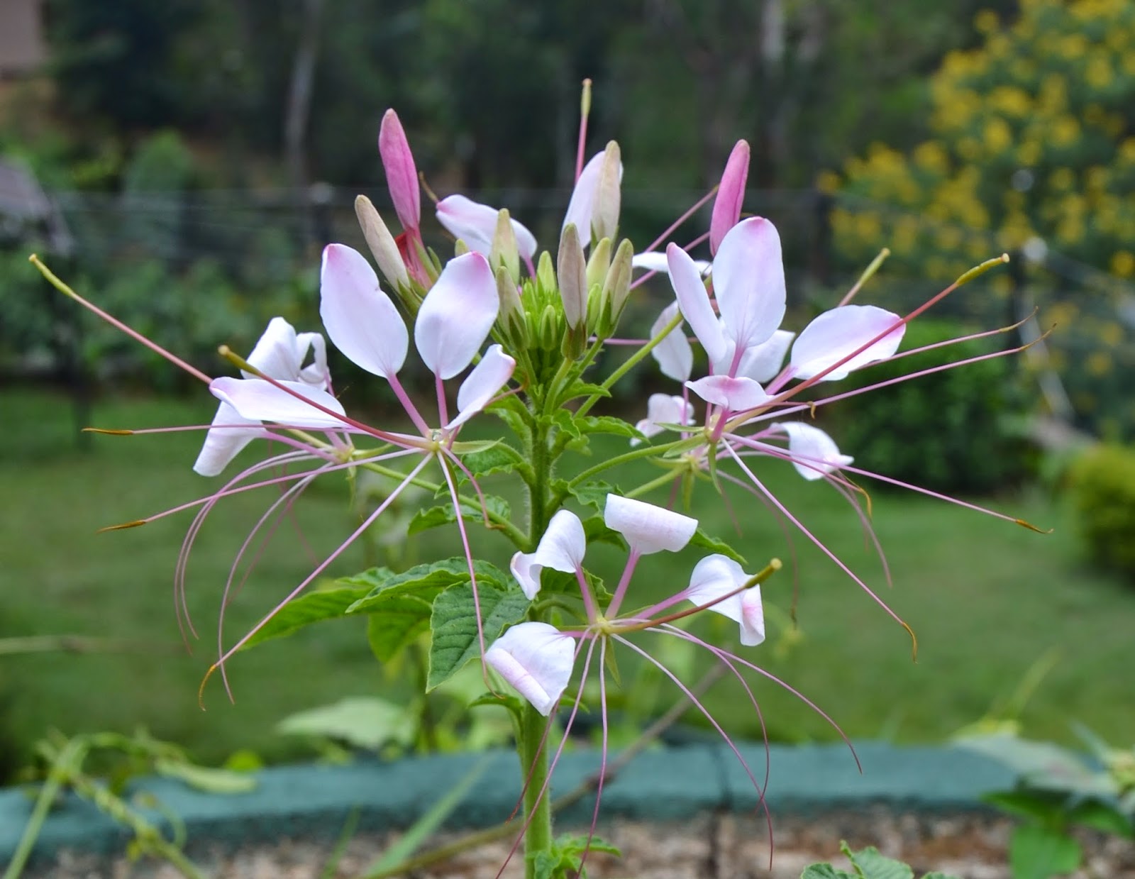 Plantas: Beleza e Diversidade: Cleome gynandra