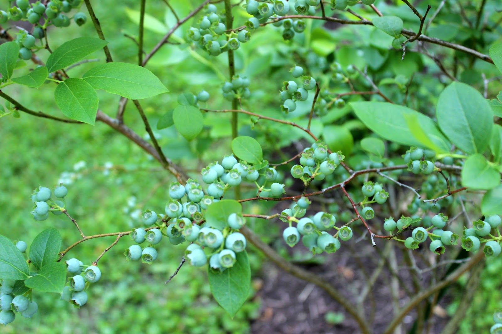 Mountain Moments: May Flowers After the Rain