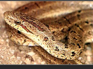 sikkahoder: MENGENAL JENIS ULAR DI INDONESIA