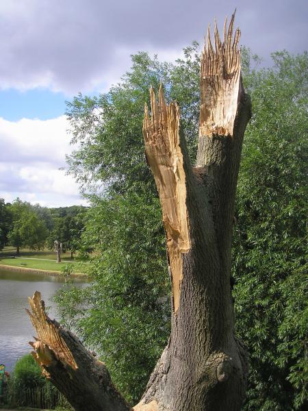 The Wandering Arborist: Conservation Arboriculture: It's About to get Weird