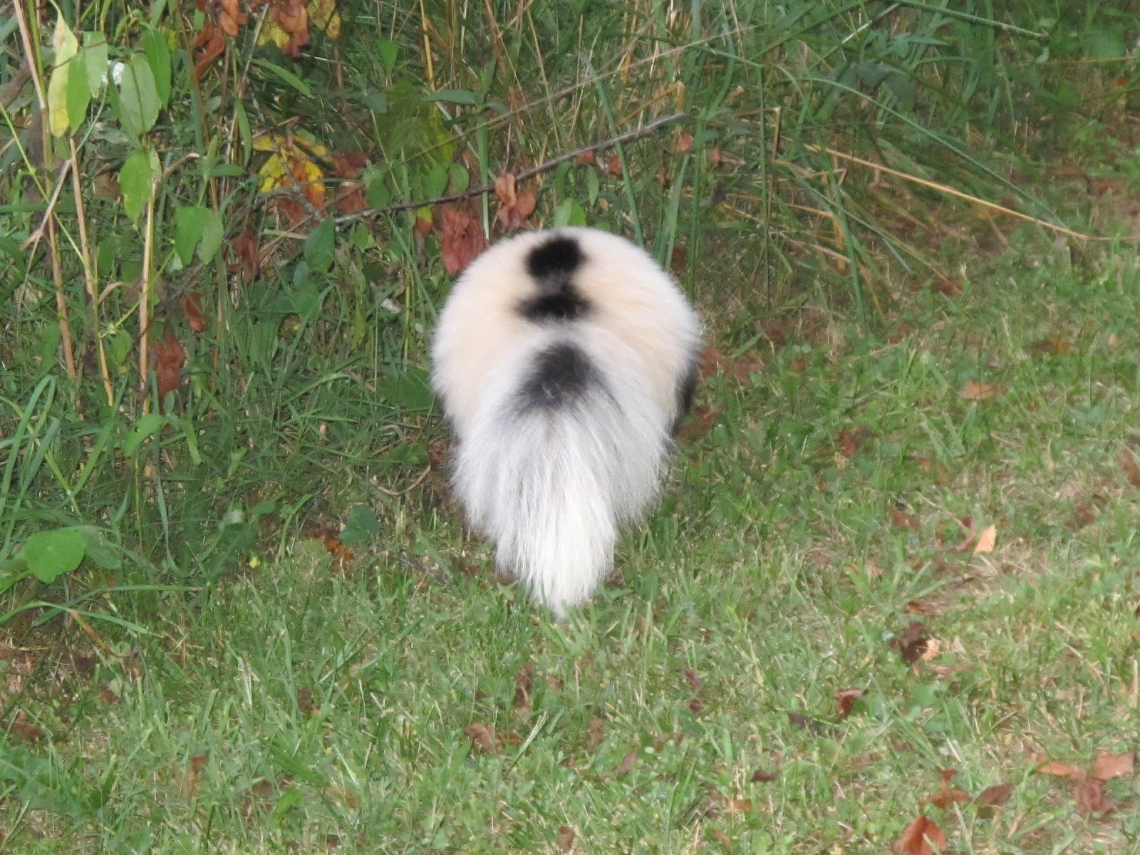 Blue Jay Barrens: Skunk