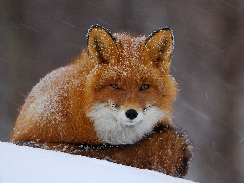 Igor Shpilenok: Snowy fox.
