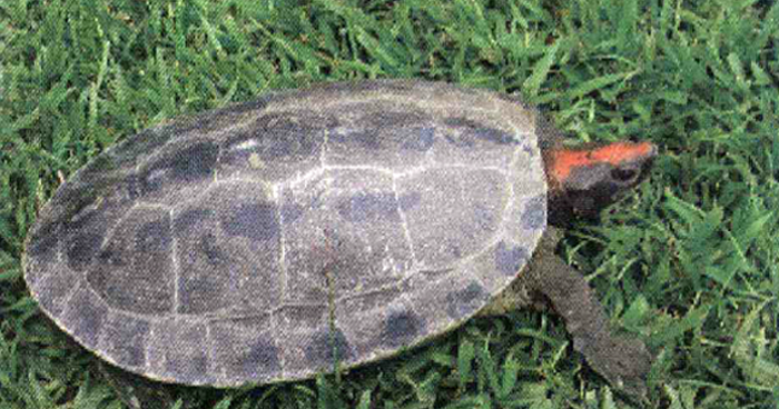 เต่าลายตีนเป็ด (Callagur borneoensis)