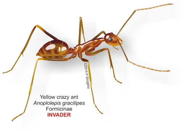 - Ants of Southern Africa -: Ant Catalogue: Southern Africa