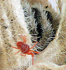 ...COQUELICOTS, COQUILLAGES...et BELLES PAGES !: Je suis un acarien rouge