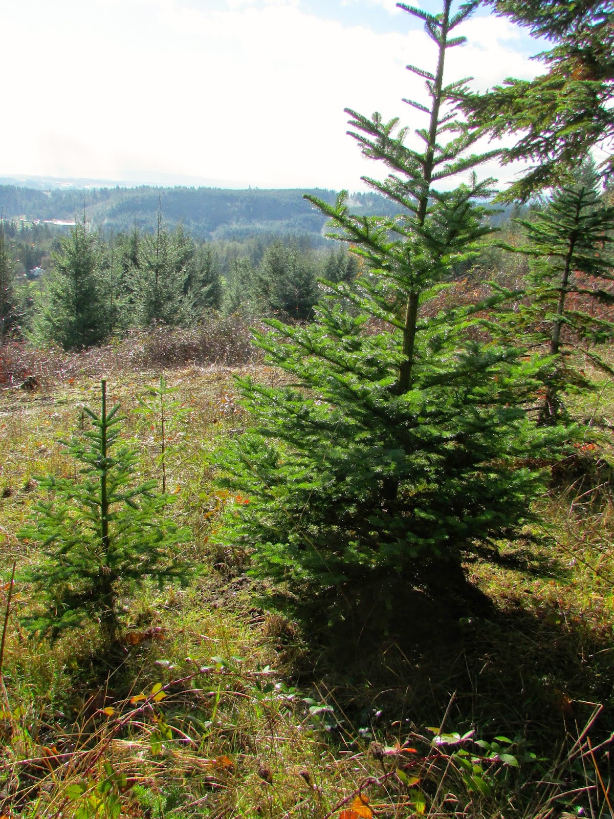 Corner Crest Natural Farm: Christmas Tree Season 2014