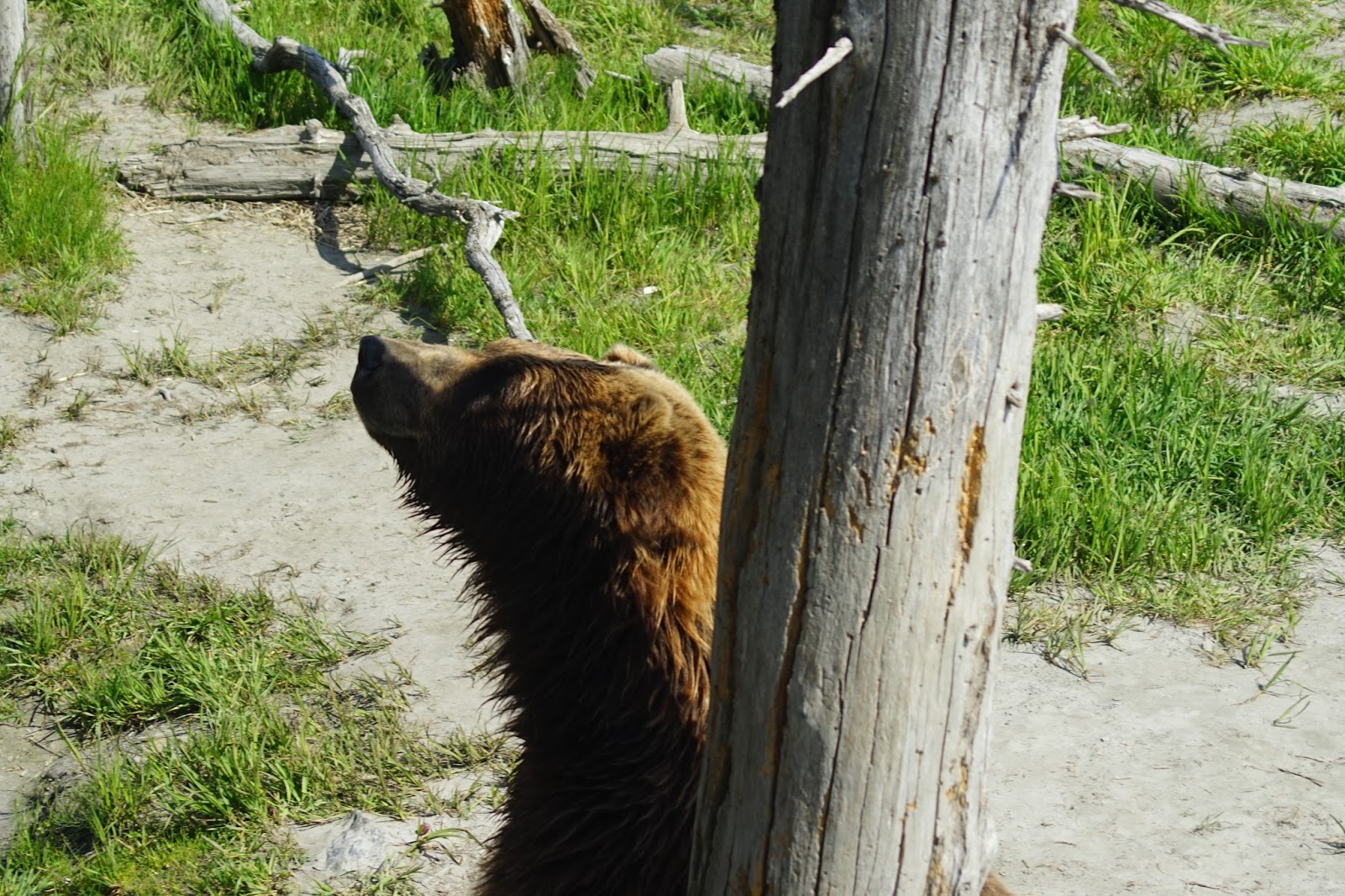 Lost But Loving It...In Alaska!: The End of an Em-bear-assing amount of ...