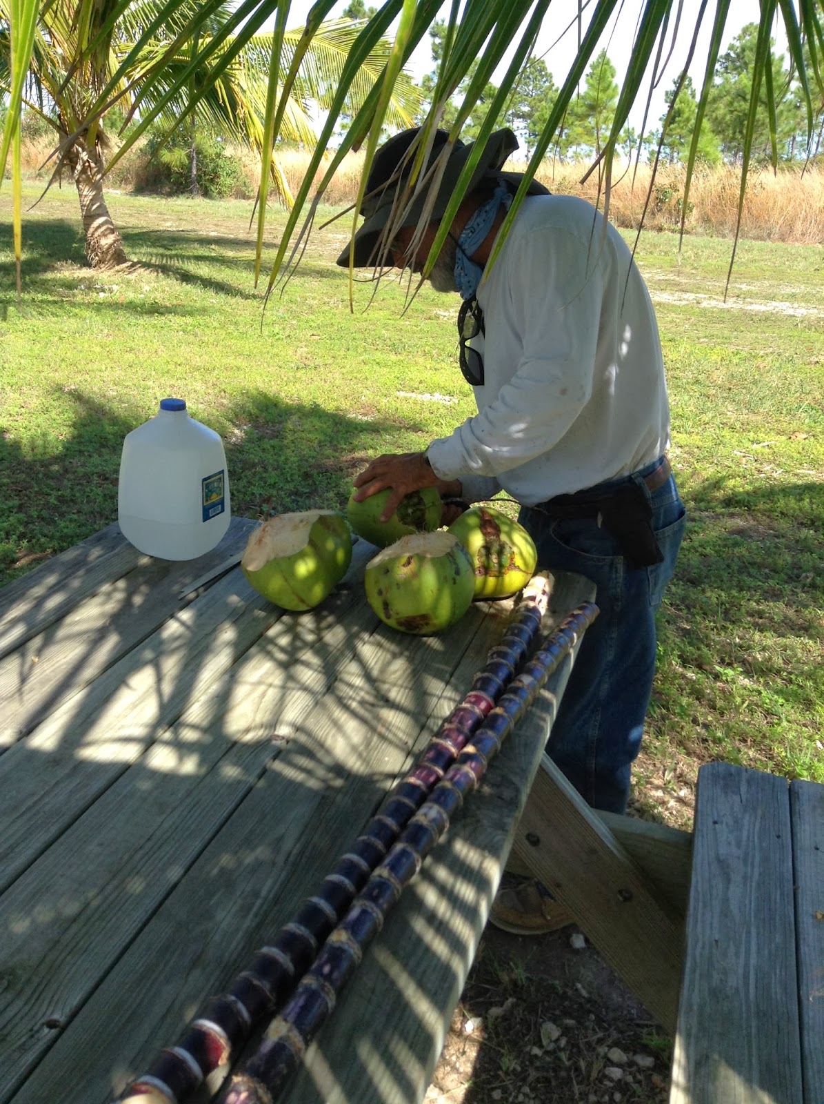 erin's faces: Abaco Neem - Touring a Neem Farm in The Bahamas
