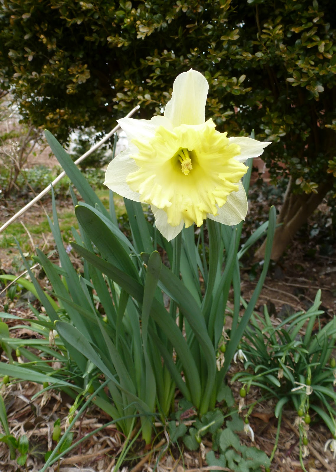 Jarvis House: Early Spring 2012 Flowers in the Jarvis House Garden