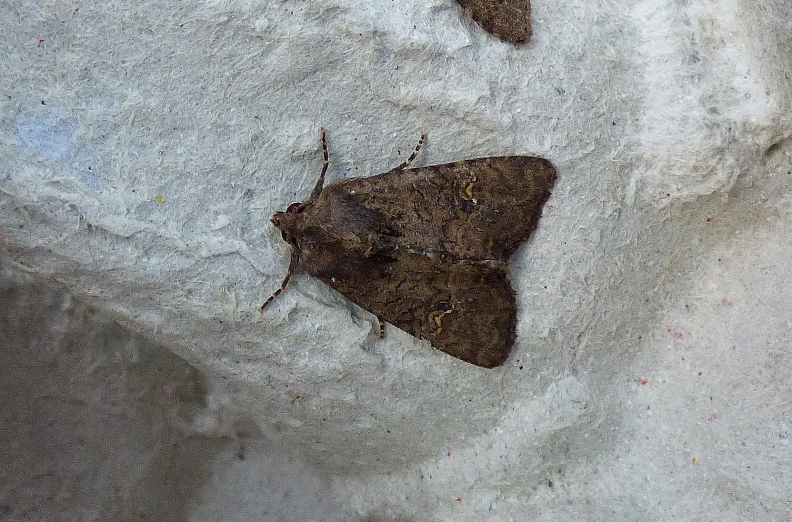 HowdonMoths: August 2014