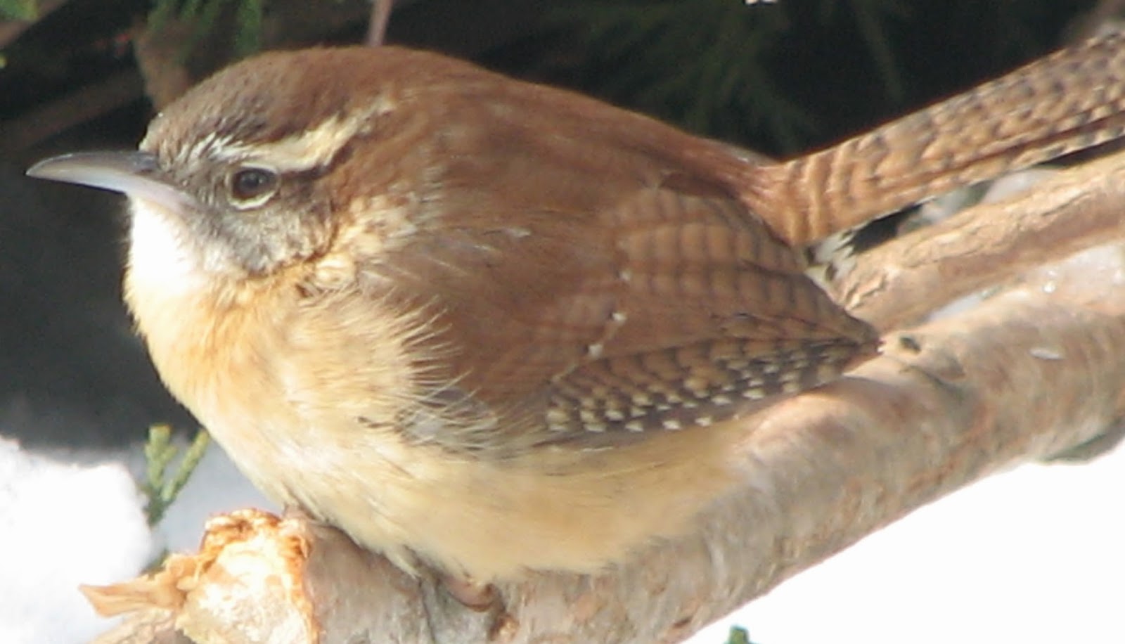 South Burlington birds: Carolina Wren photos | Litter with a Story To Tell