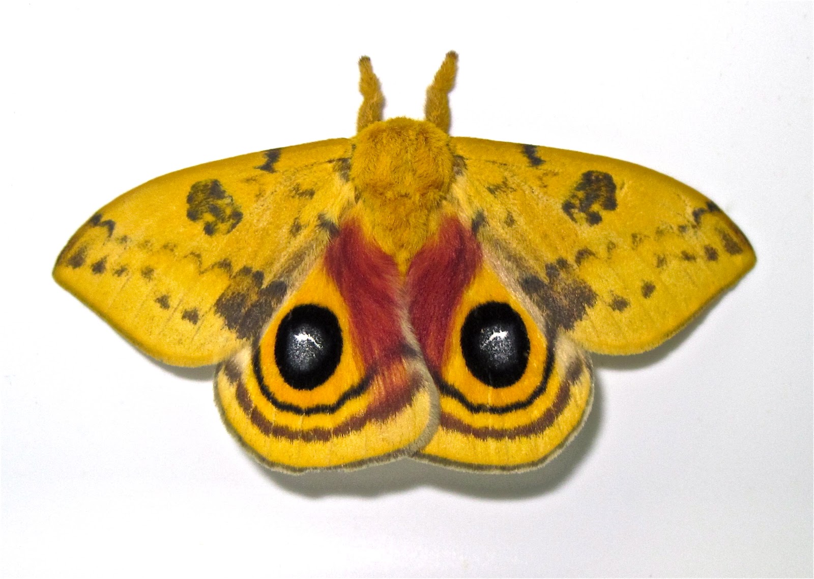 Mother Earth: "LIFE CYCLE" of the IO MOTH