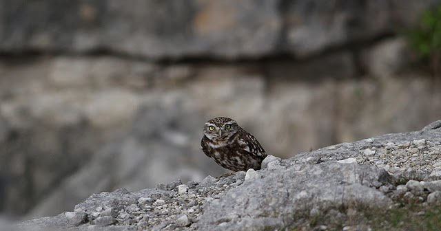 Portland Bird Observatory and Field Centre: 8th March