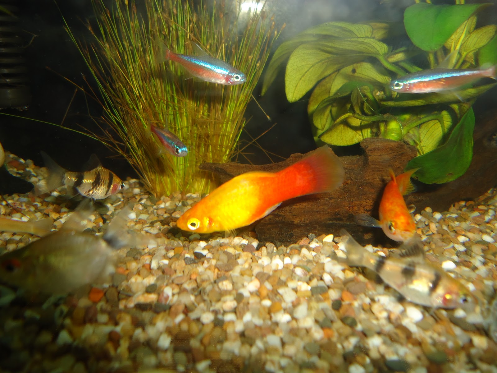 D'Bunga Cinta Syurgawi: Ikan Hiasan: Cardinal Tetra