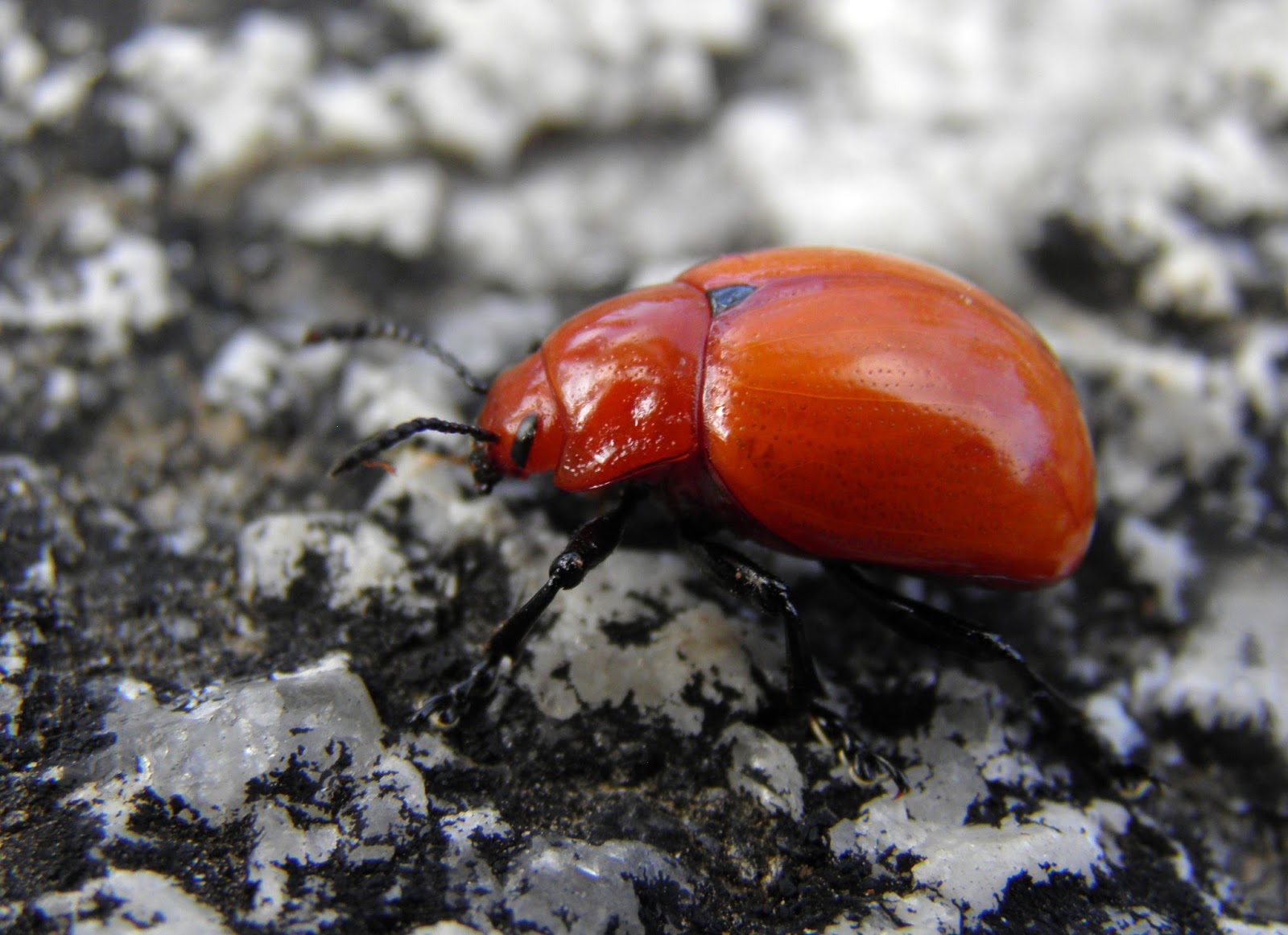 Arizona: Beetles, Bugs, Birds and more: Bug Safari 2015 - Northern Arizona