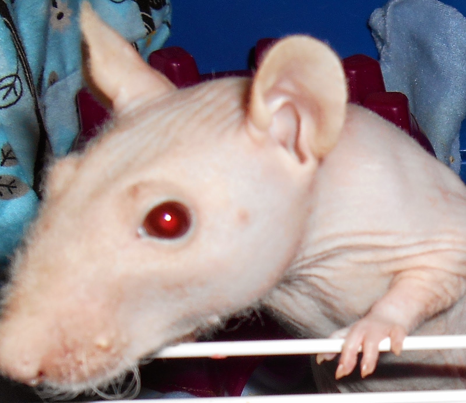Dark Thoughts: Weekly Rat Facts: Eye Color
