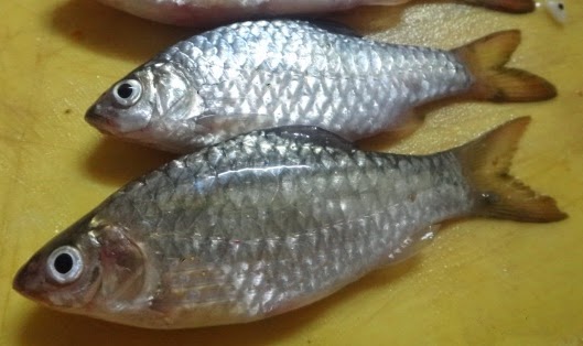 IKAN PEKASAM MENU PEMBUKA SELERA